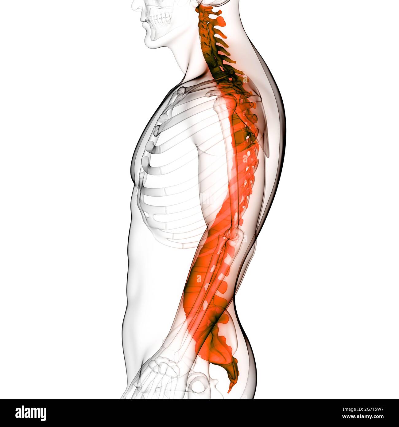 Spinal Cord Vertebral Column of Human Skeleton System Anatomy Stock ...