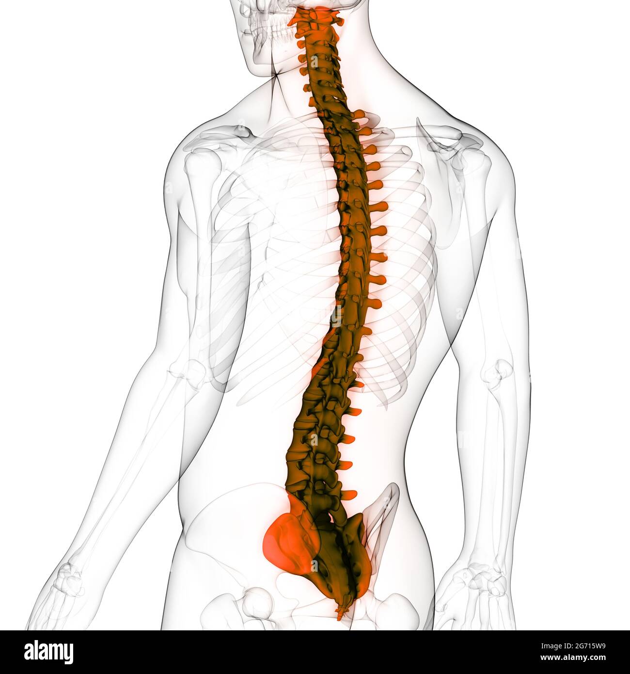 Spinal Cord Vertebral Column of Human Skeleton System Anatomy Stock ...