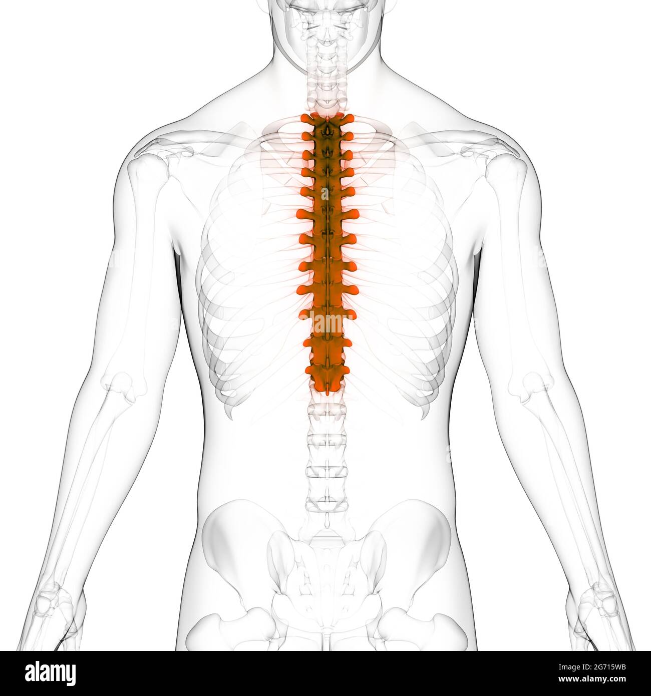Spinal Cord Vertebral Column Of Human Skeleton System Anatomy Stock