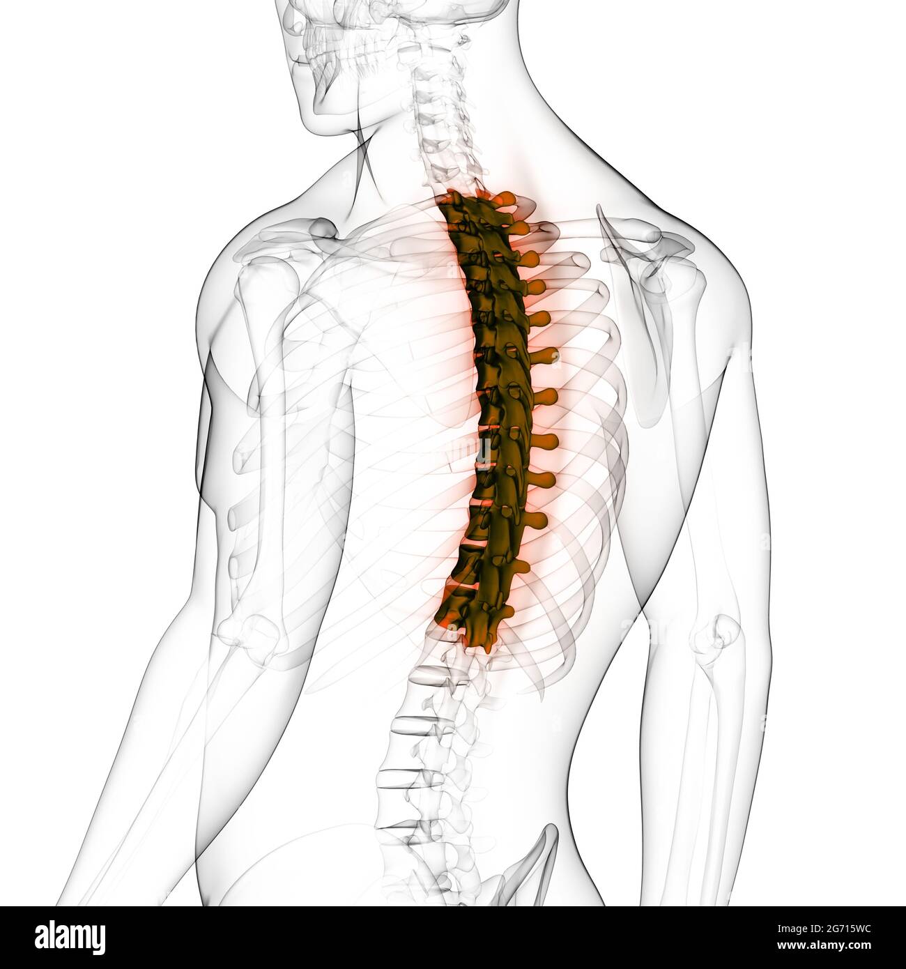 Spinal Cord Vertebral Column of Human Skeleton System Anatomy Stock ...