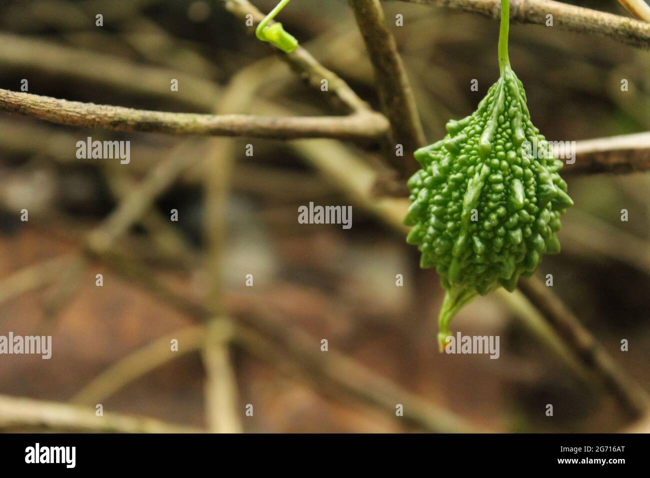 Bitter melon vegetable on tree branch, bitter melon cultivation,new ...