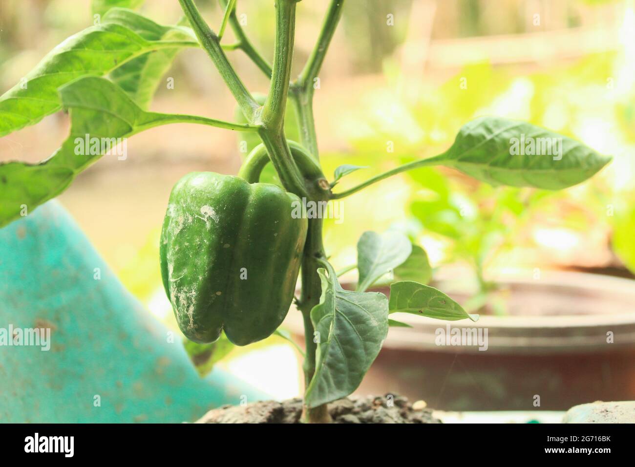 Capsicum agriculture hi-res stock photography and images - Alamy