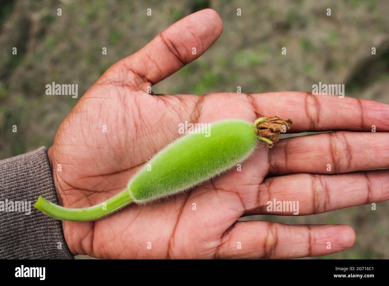 Bottle gourd or calabash sample on hand, small calabash,agriculture ...