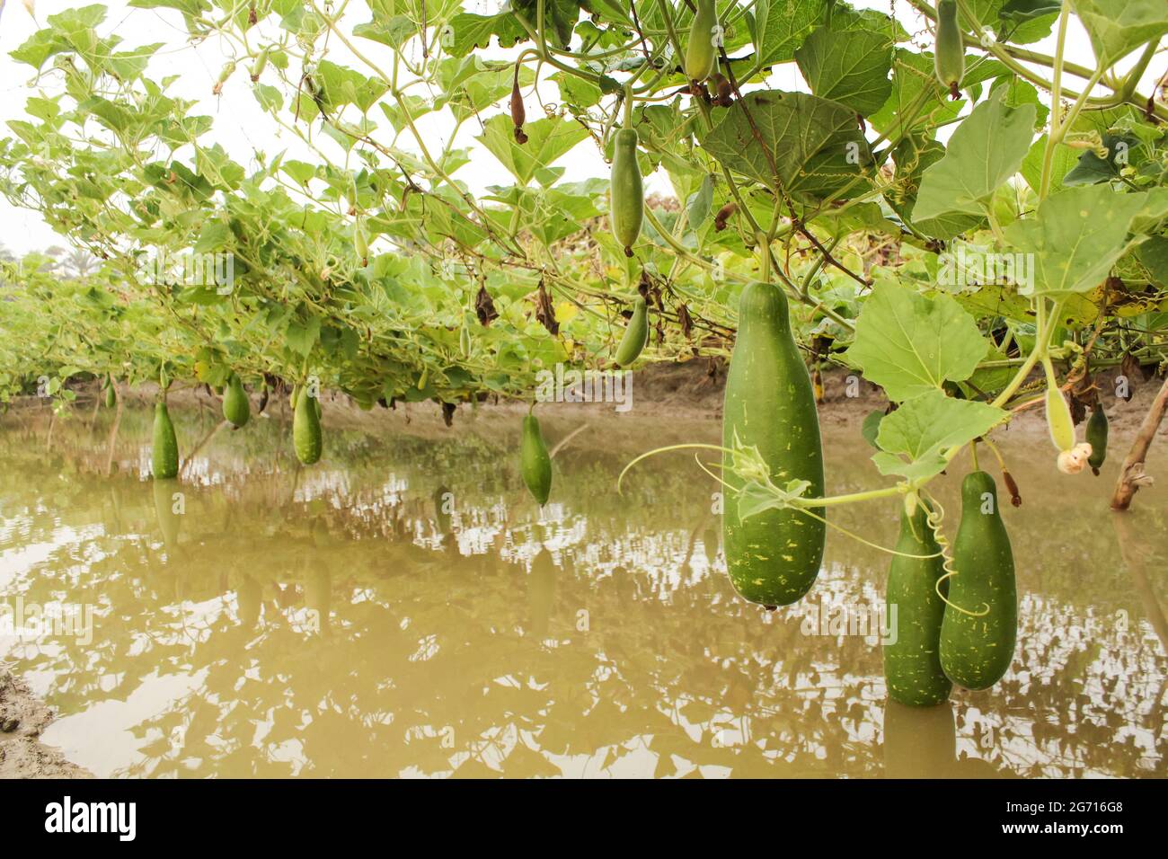 Bottle gourd on plant,bottle gourd or calabash in agriculture field ...