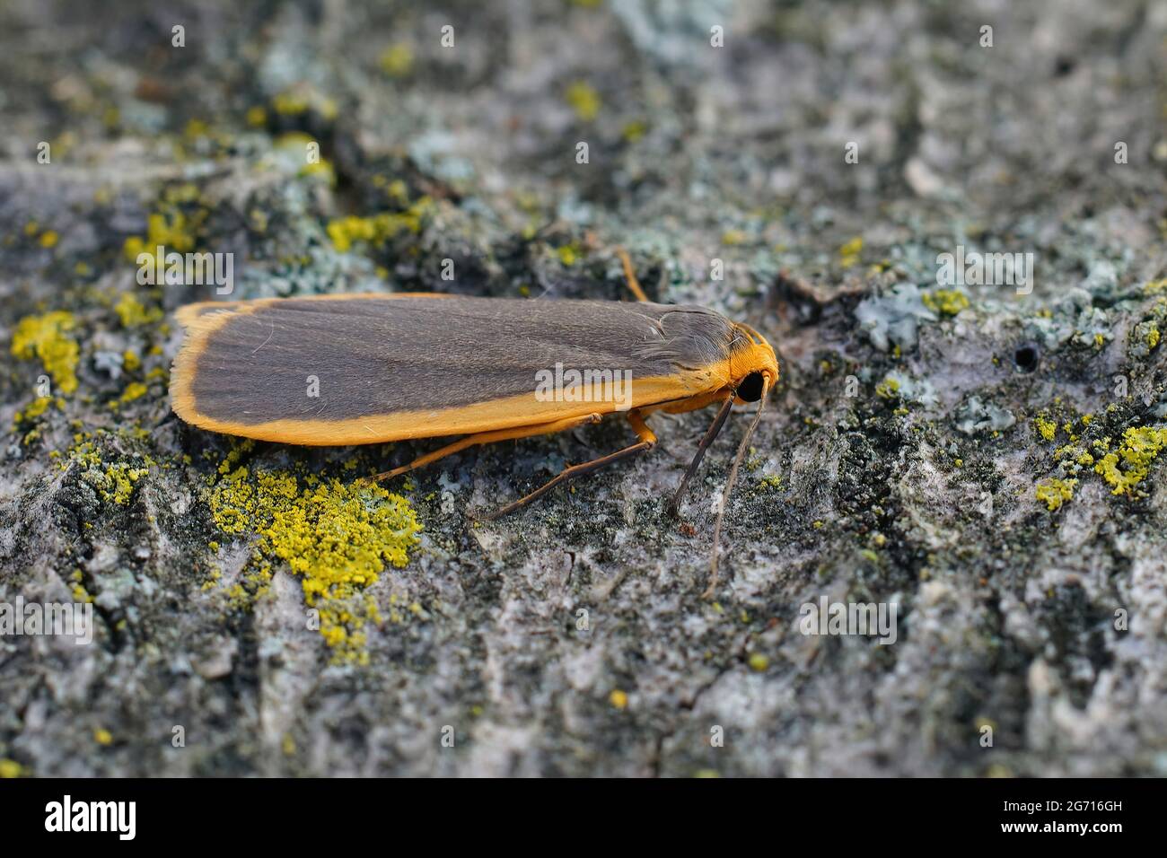 Common Footman Eilema Lurideola High Resolution Stock Photography and ...