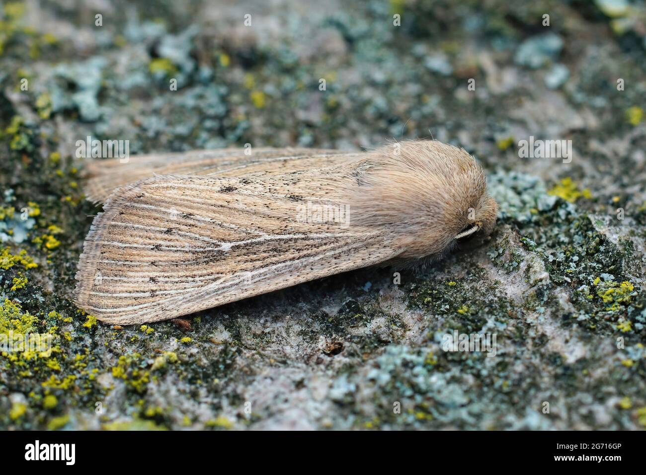 Closeup of the obscure wainscot moth, Leucania obsoleta on a piece of ...