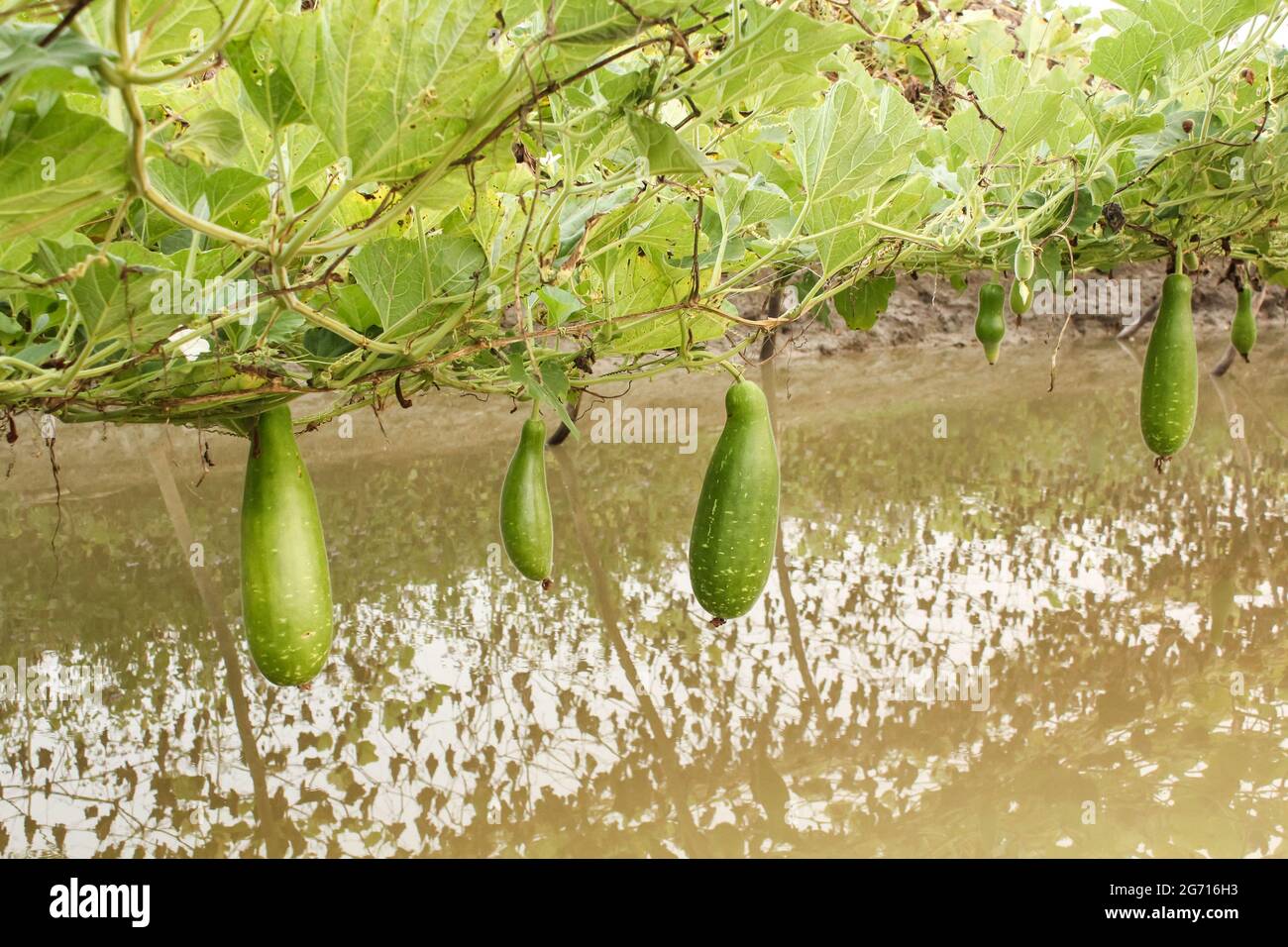 Bottle gourd on plant,bottle gourd or calabash in agriculture field ...