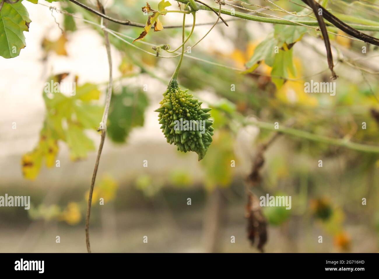 Bitter melon vegetable on tree branch, bitter melon cultivation,new ...