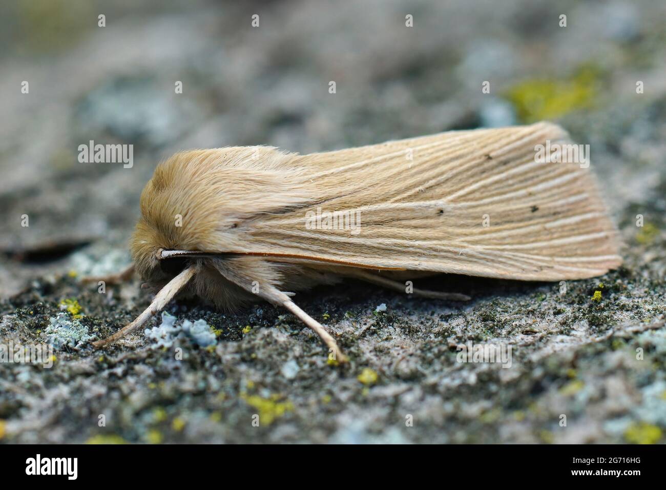 Lateral closeup of the pale brown common wainscot moth, Mythimna ...