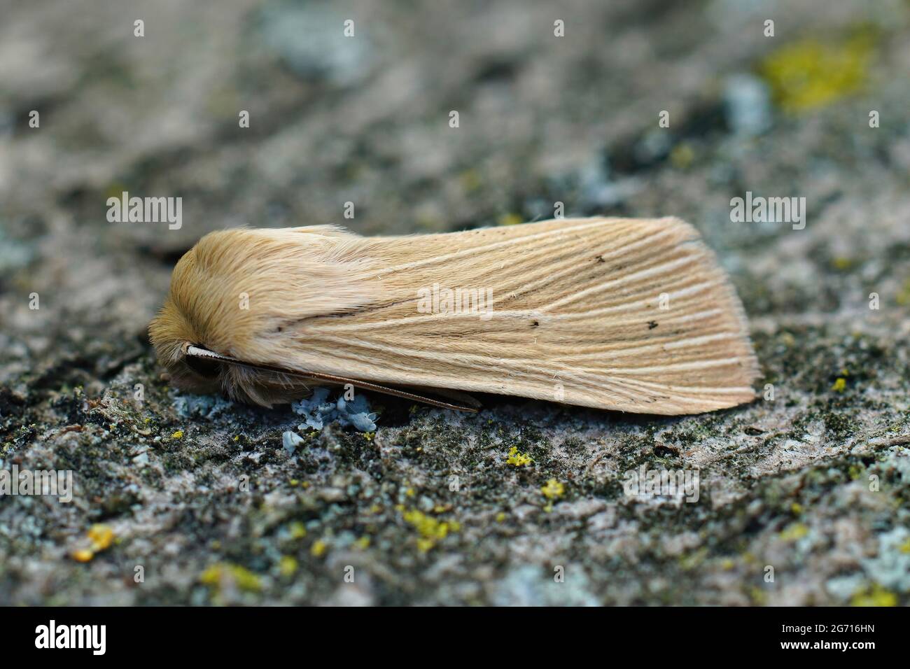 Closeup shot of a pale brown colored common wainscot moth Mythimna ...
