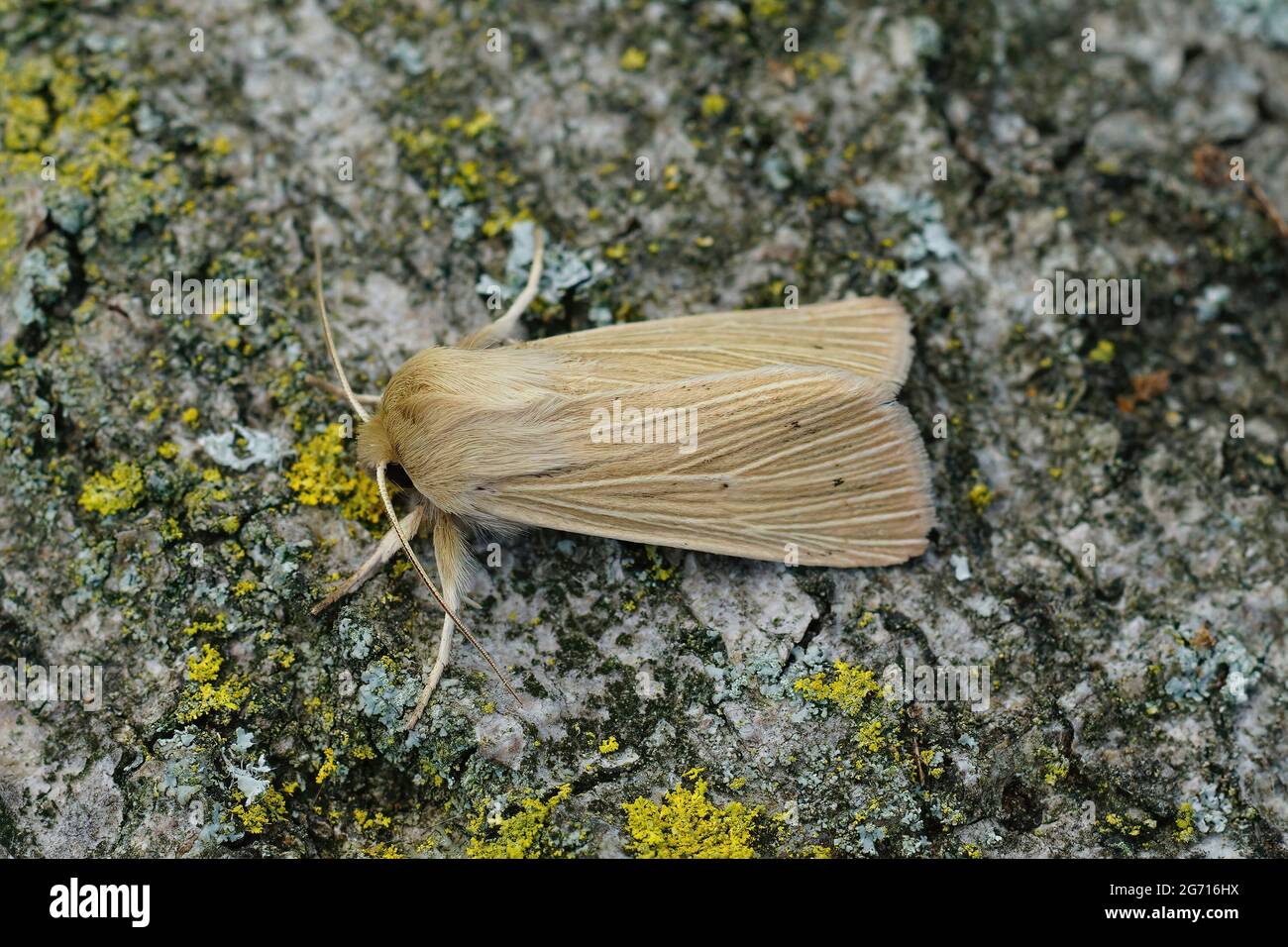Lateral closeup of the pale brown common wainscot moth, Mythimna ...