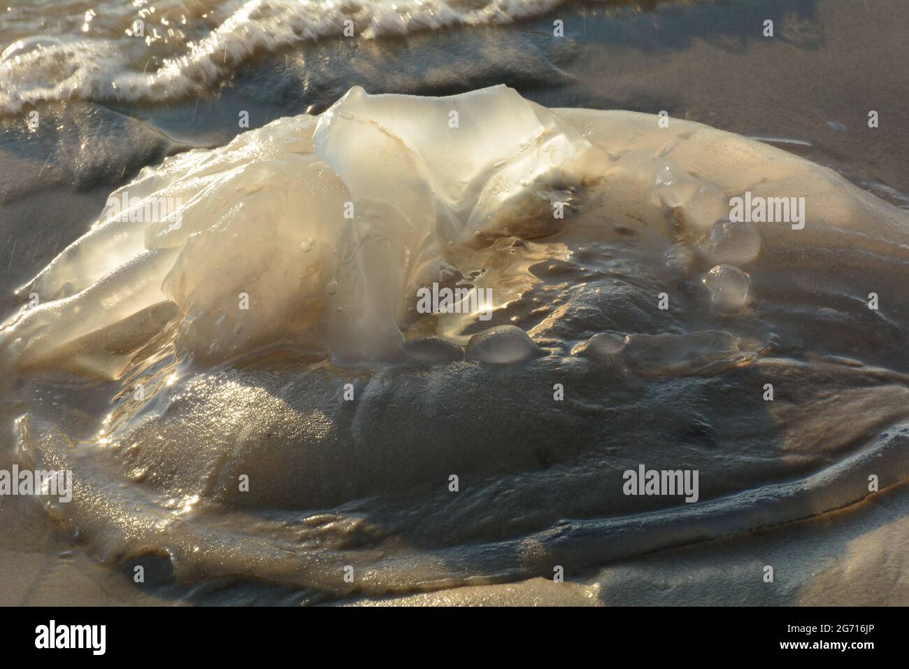 Rhopilema nomadica jellyfish at the Mediterranean seacoast. Vermicular ...