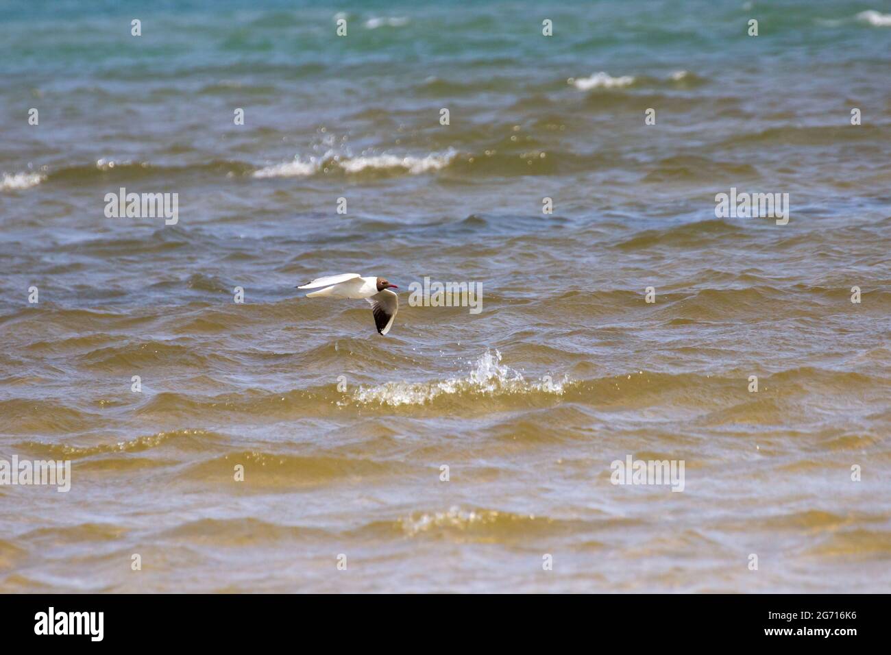 Black-headed seagull hovering over the waves. A seagull flying above ...