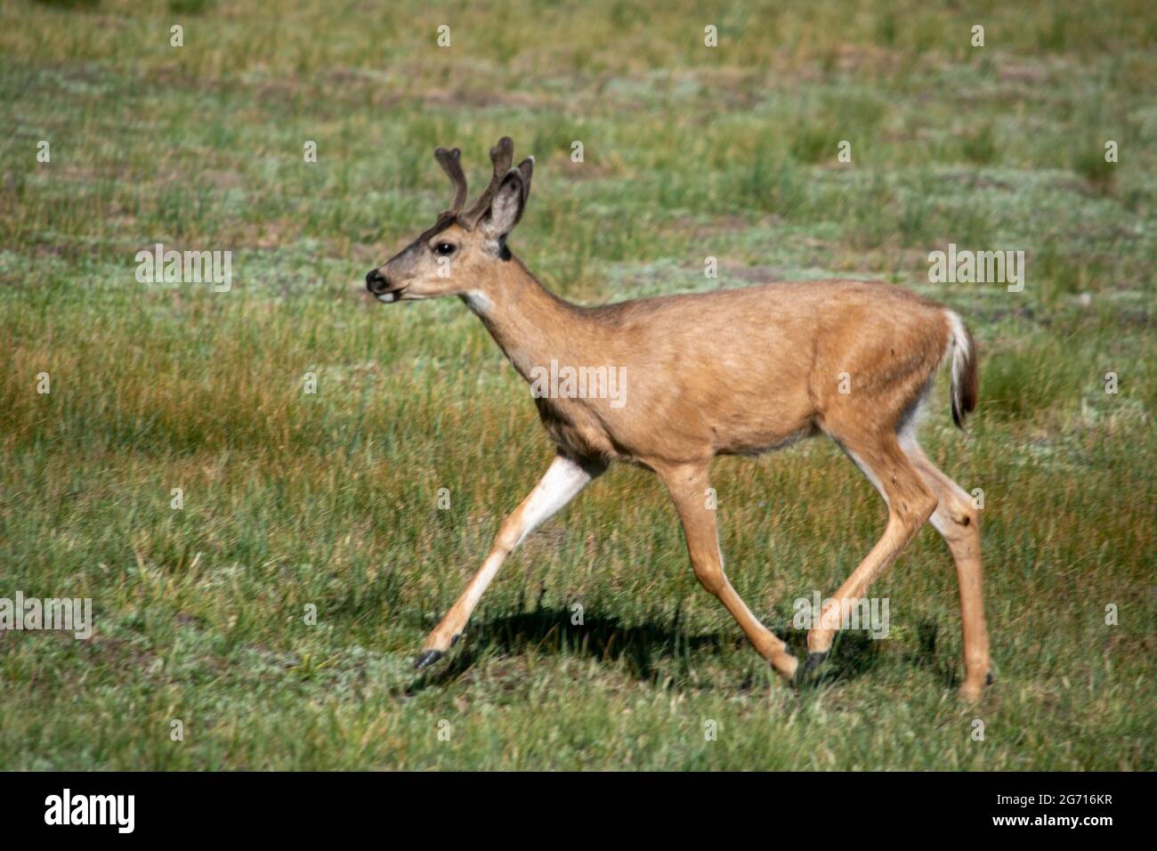 Yosemite National Park is home to Half Dome, El Capitan, mule deer ...