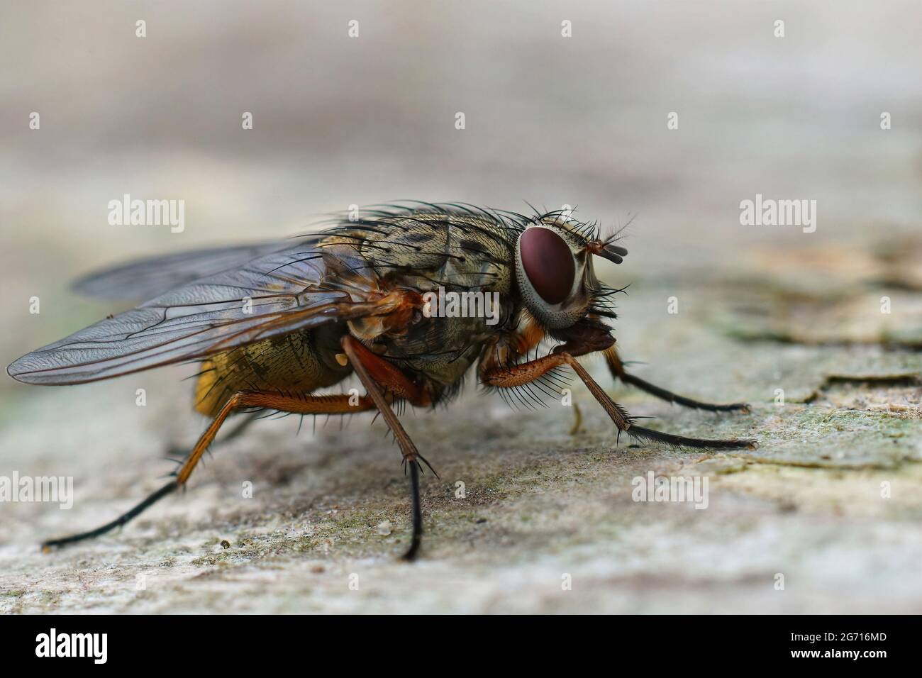 Closeup of a rather large and grey hairy fly, Phaonia valida Stock ...