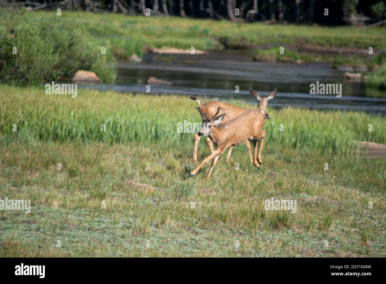 Yosemite National Park is home to Half Dome, El Capitan, mule deer ...