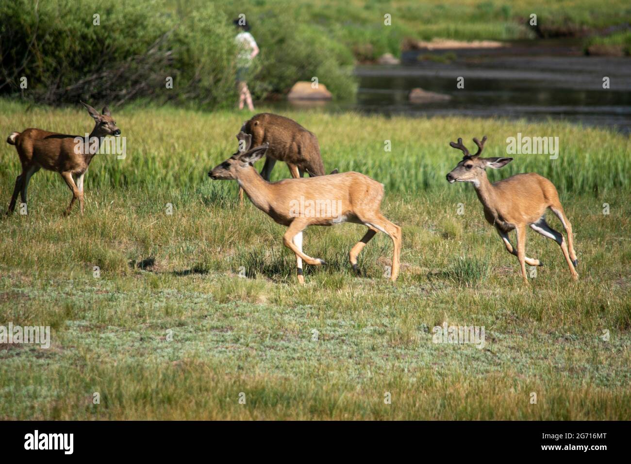Yosemite National Park is home to Half Dome, El Capitan, mule deer ...
