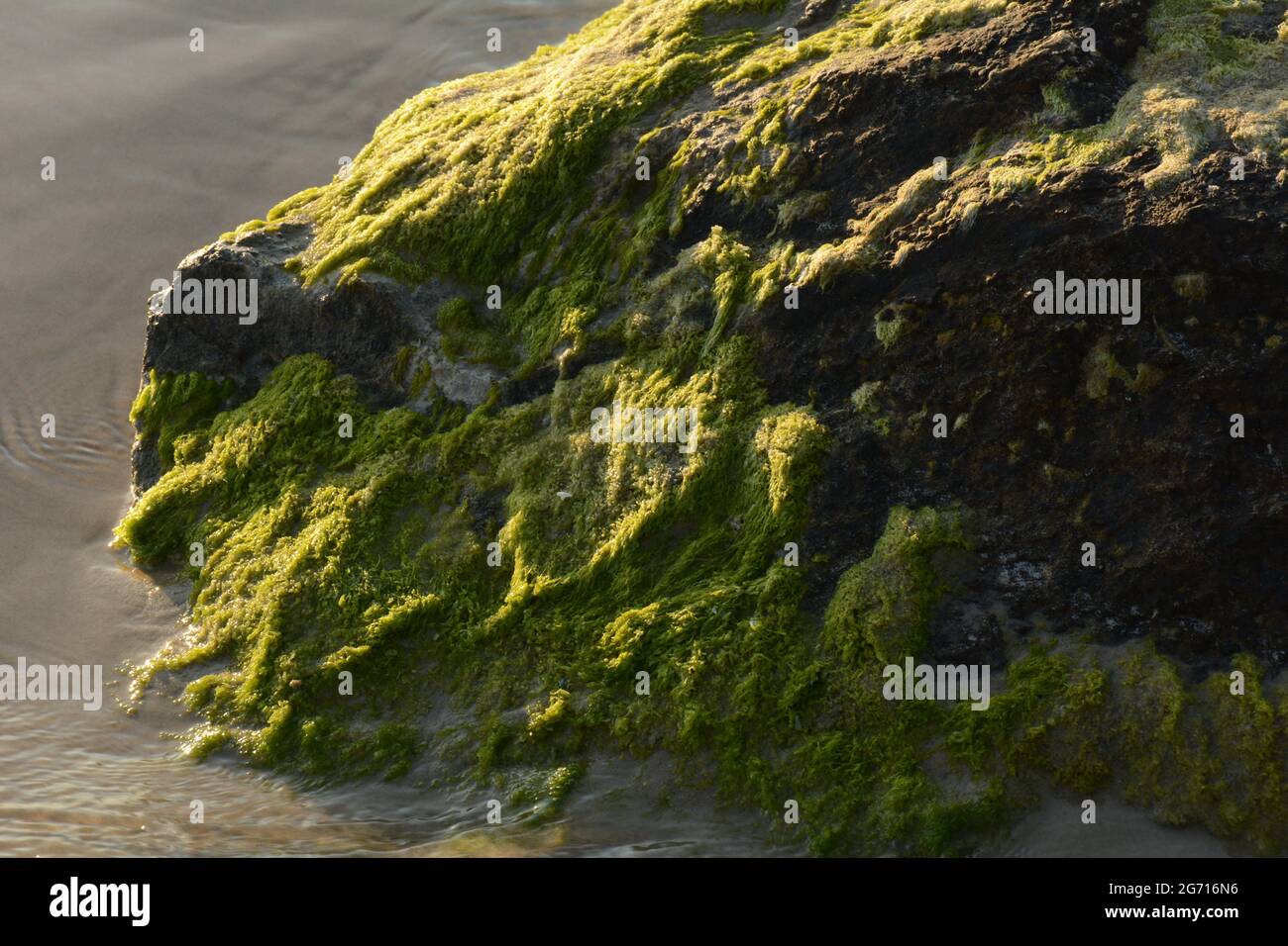 Green algae covered boulder at sea coast beach. Sea algae or Green moss ...