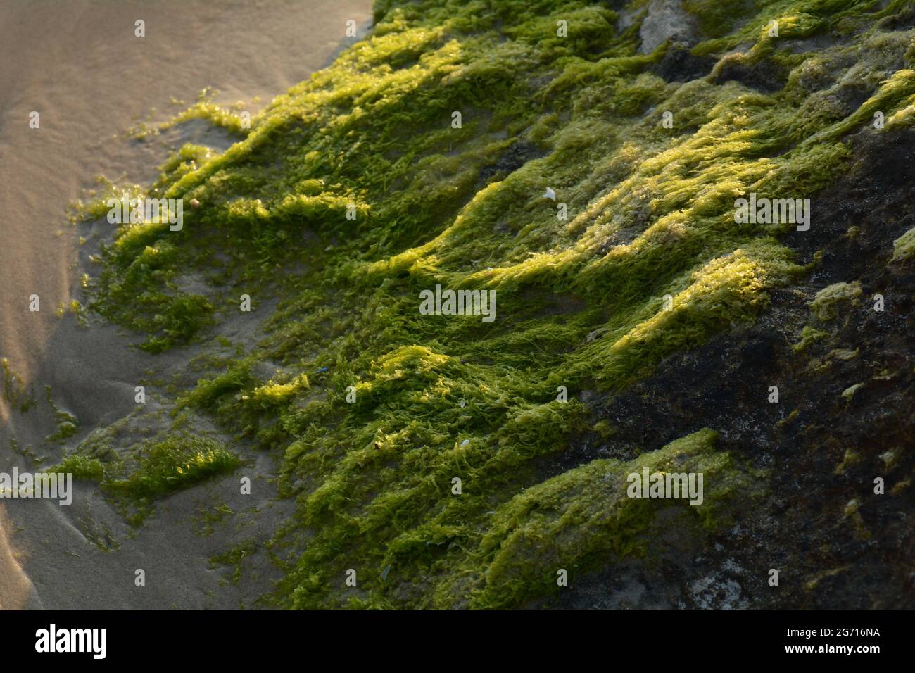 Green algae covered boulder at sea coast beach. Sea algae or Green moss ...