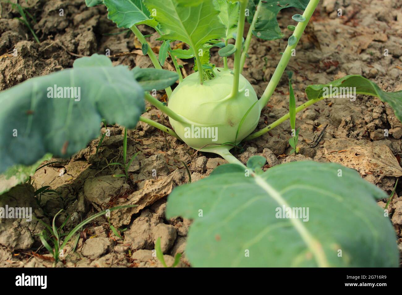 Turnip root vegetables in the garden, agriculture concept Stock Photo ...