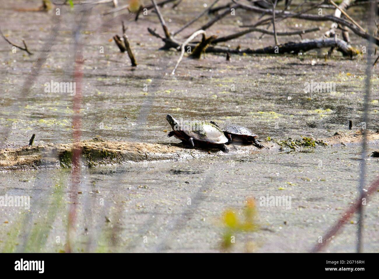 Painted Turtles Basking In The Sun at the pool Stock Photo - Alamy