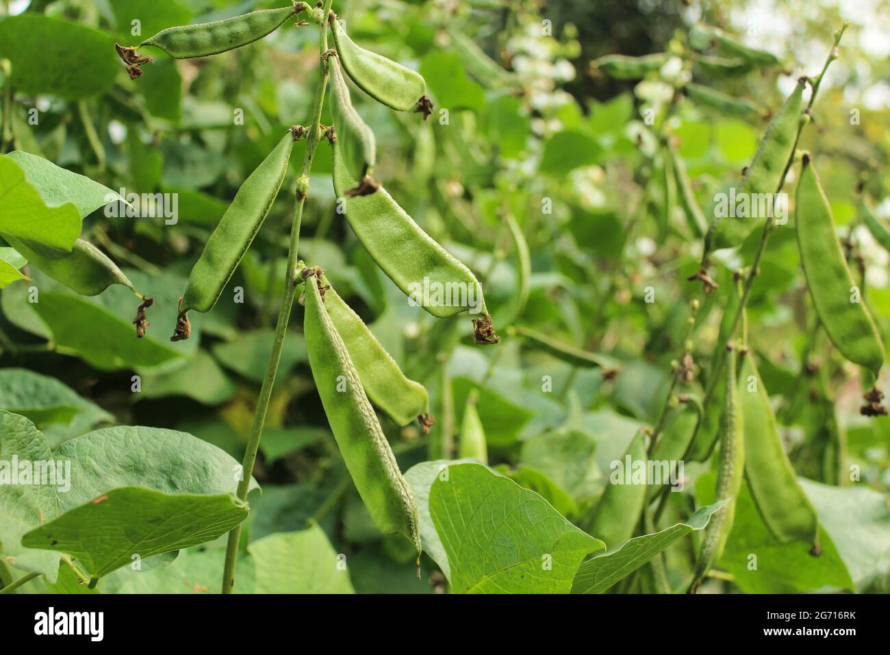 Bean in plant in the garden, bean crop Stock Photo - Alamy