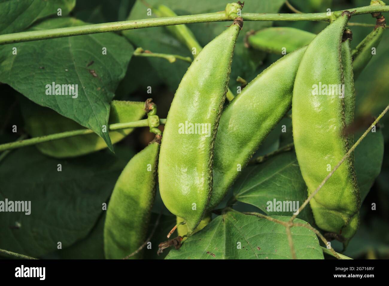 Soy bean icon hi-res stock photography and images - Alamy