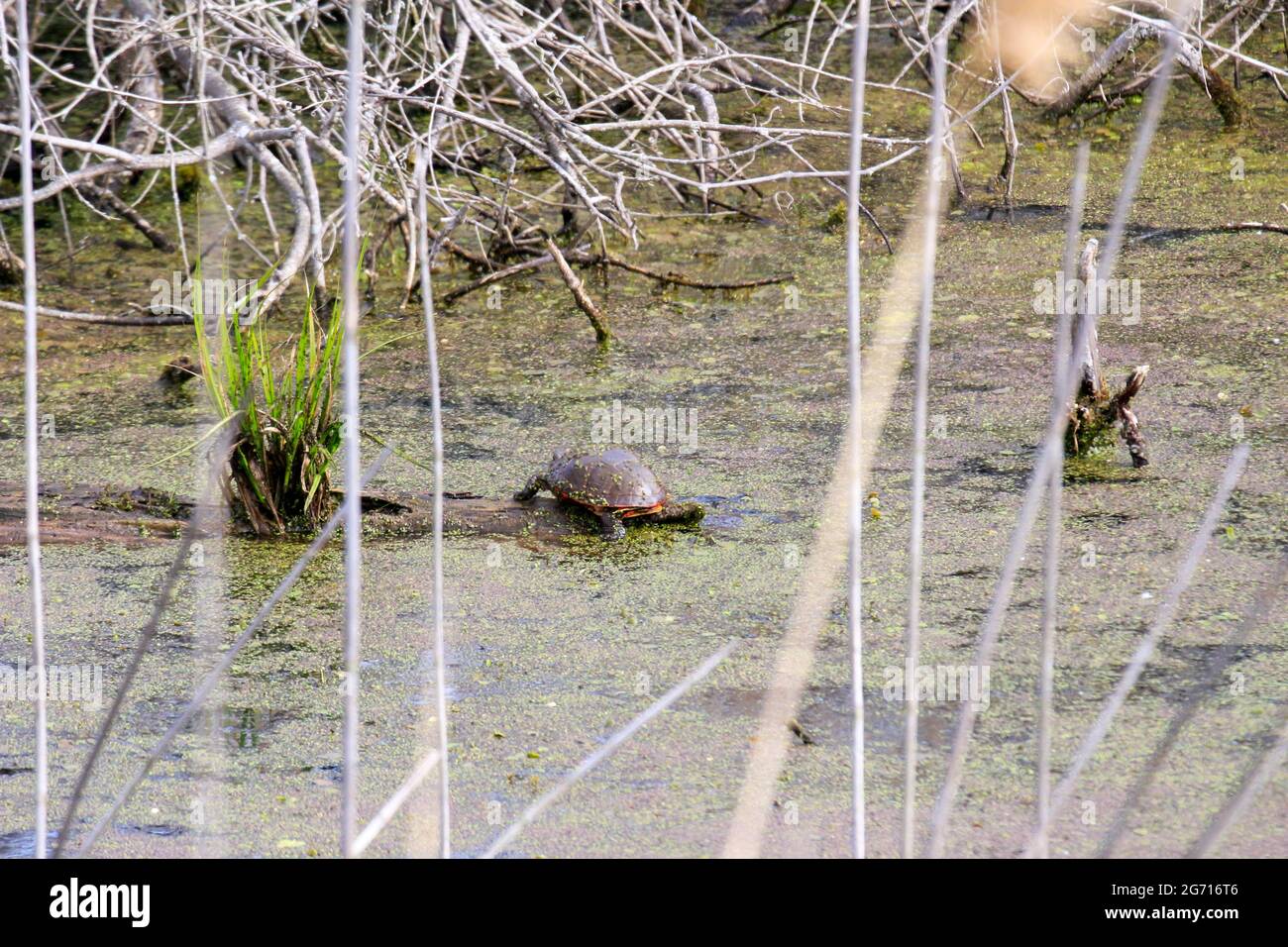 Painted Turtles Basking In The Sun at the pool Stock Photo - Alamy