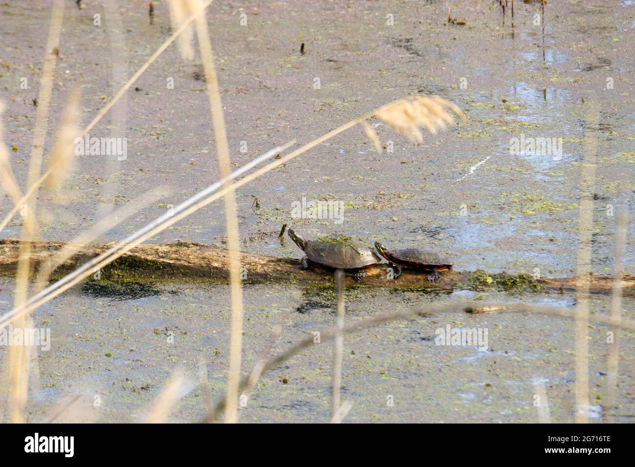 Painted Turtles Basking In The Sun at the pool Stock Photo - Alamy