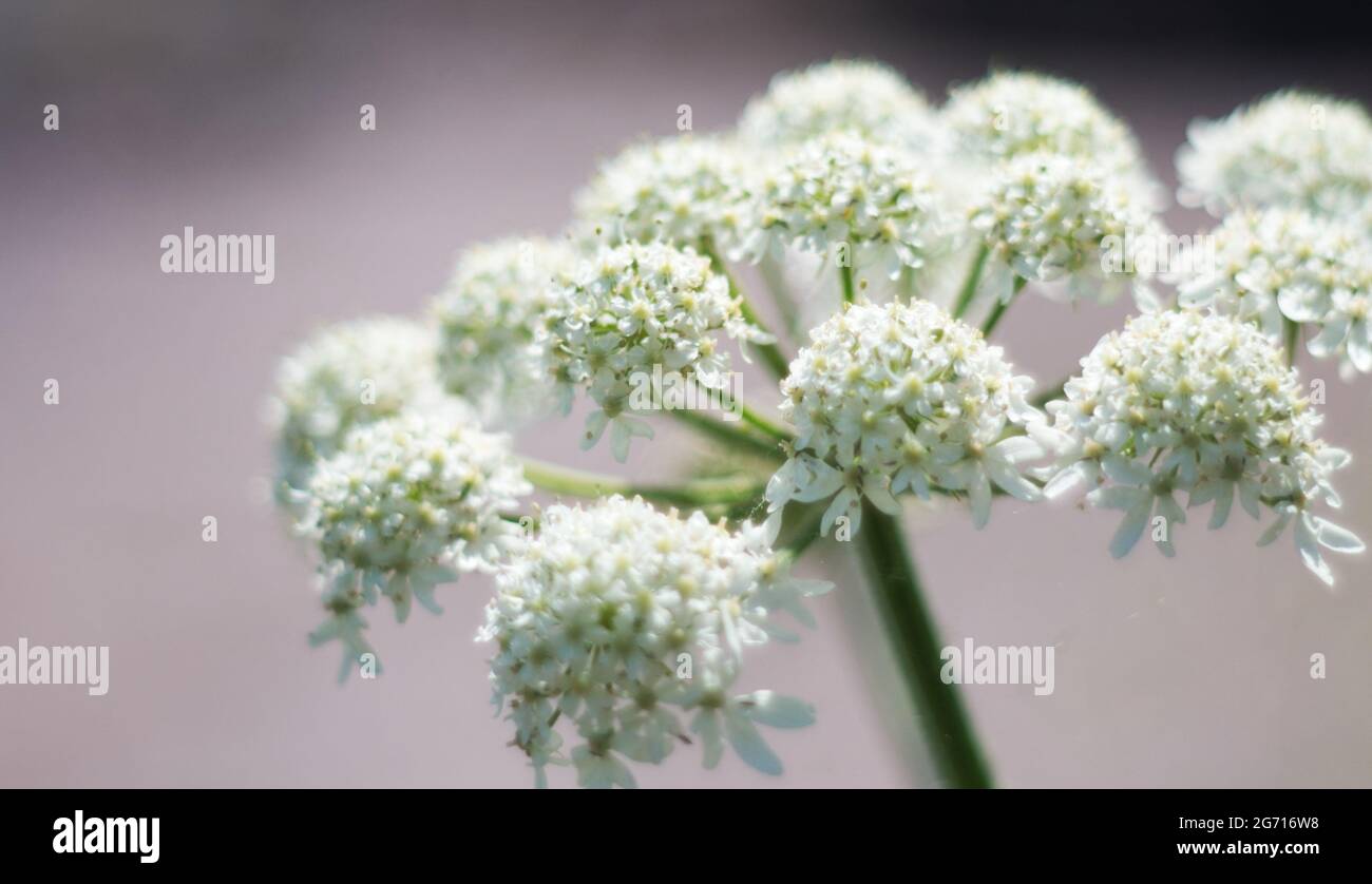 Poisonous white Water Hemlock flowers on a light background Stock Photo ...