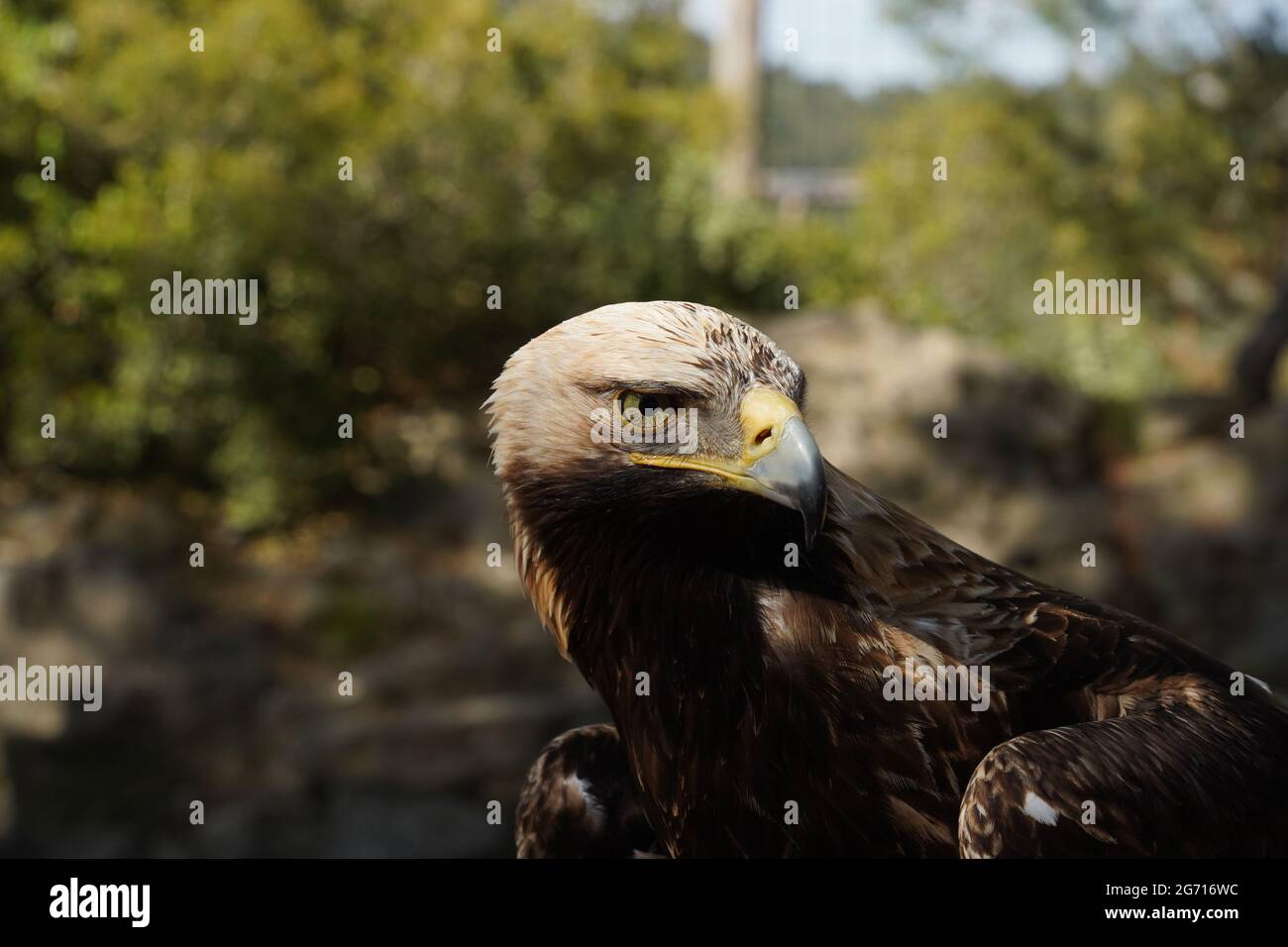 Eagle face hi-res stock photography and images - Alamy