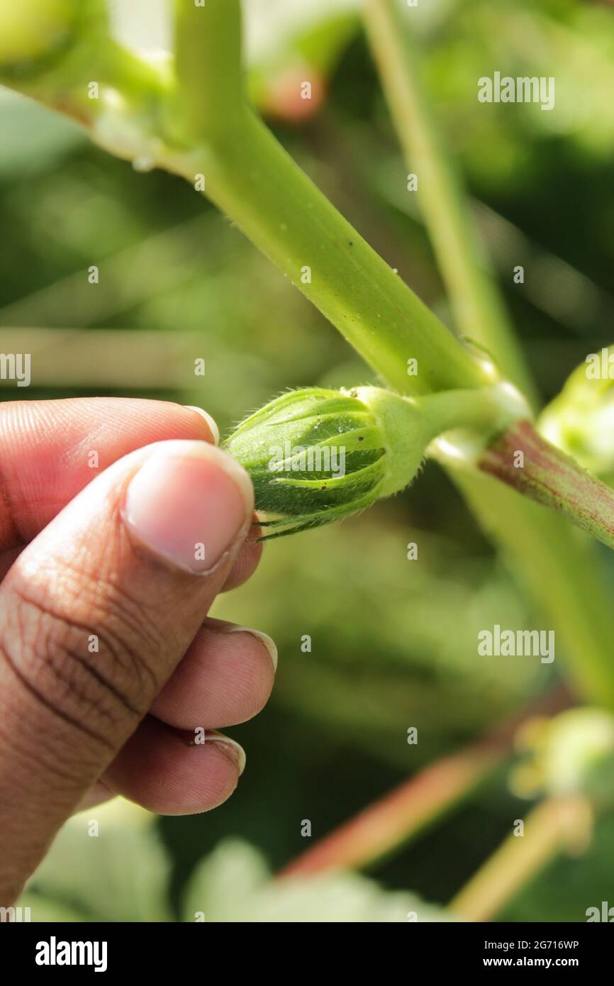 Okra or ladyfinger vegetable on plant in the garden, natural okra ...