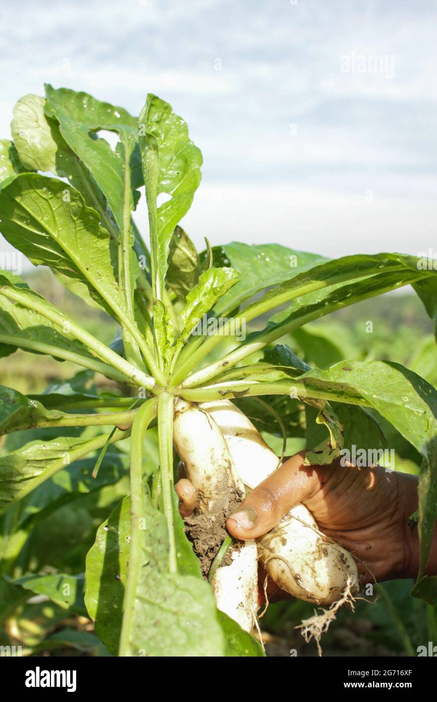 Daikon radish in agriculture field,uprooting radish Stock Photo - Alamy