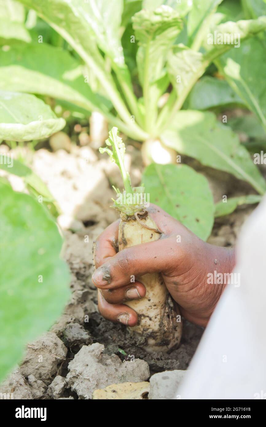 Daikon radish in agriculture field,uprooting radish Stock Photo - Alamy