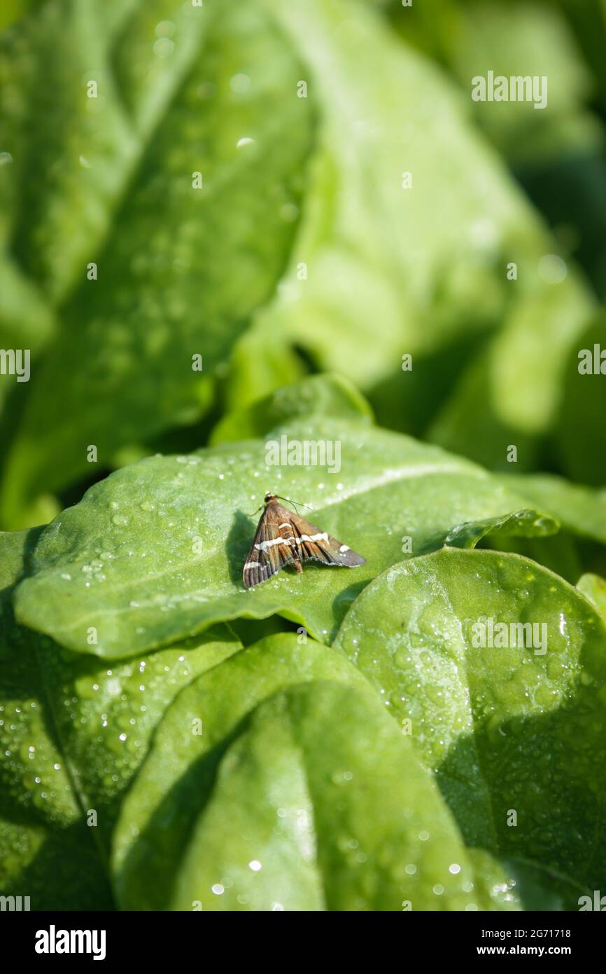Spinach plant growing on agriculture field, spinach plant image Stock ...