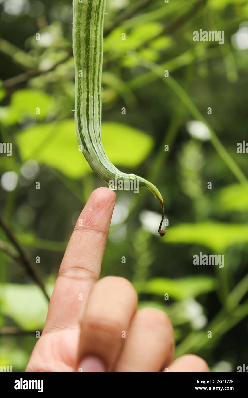 A hand touching a fresh snake gourd on plant in the garden, agriculture ...