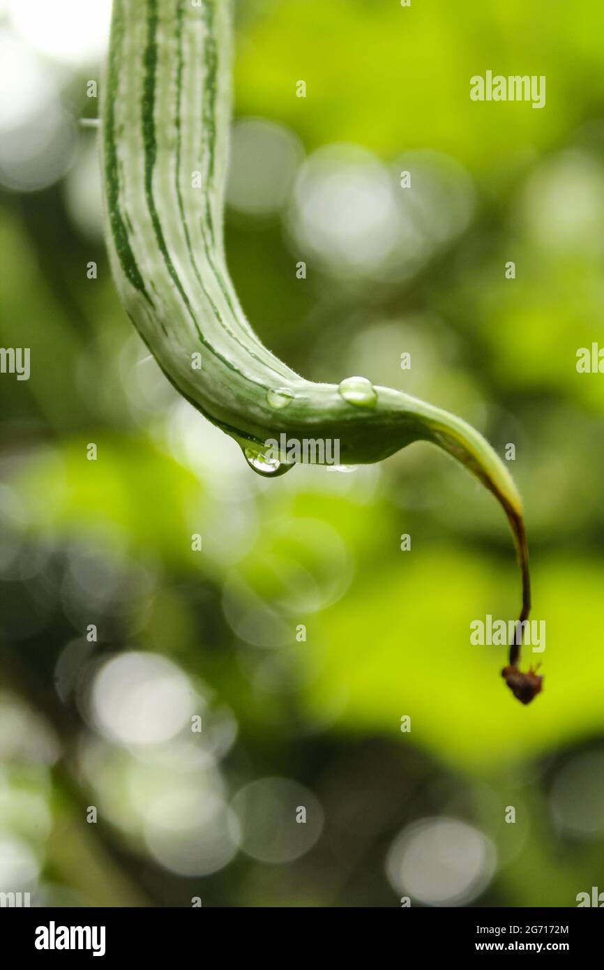 Fresh snake gourd vegetable in the garden,agriculture concept Stock ...