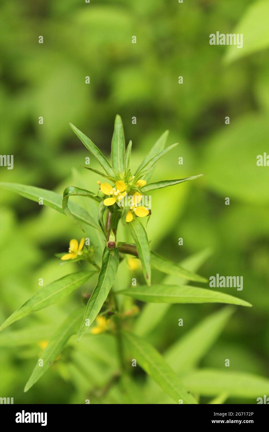 Bangladeshi flower hi-res stock photography and images - Alamy