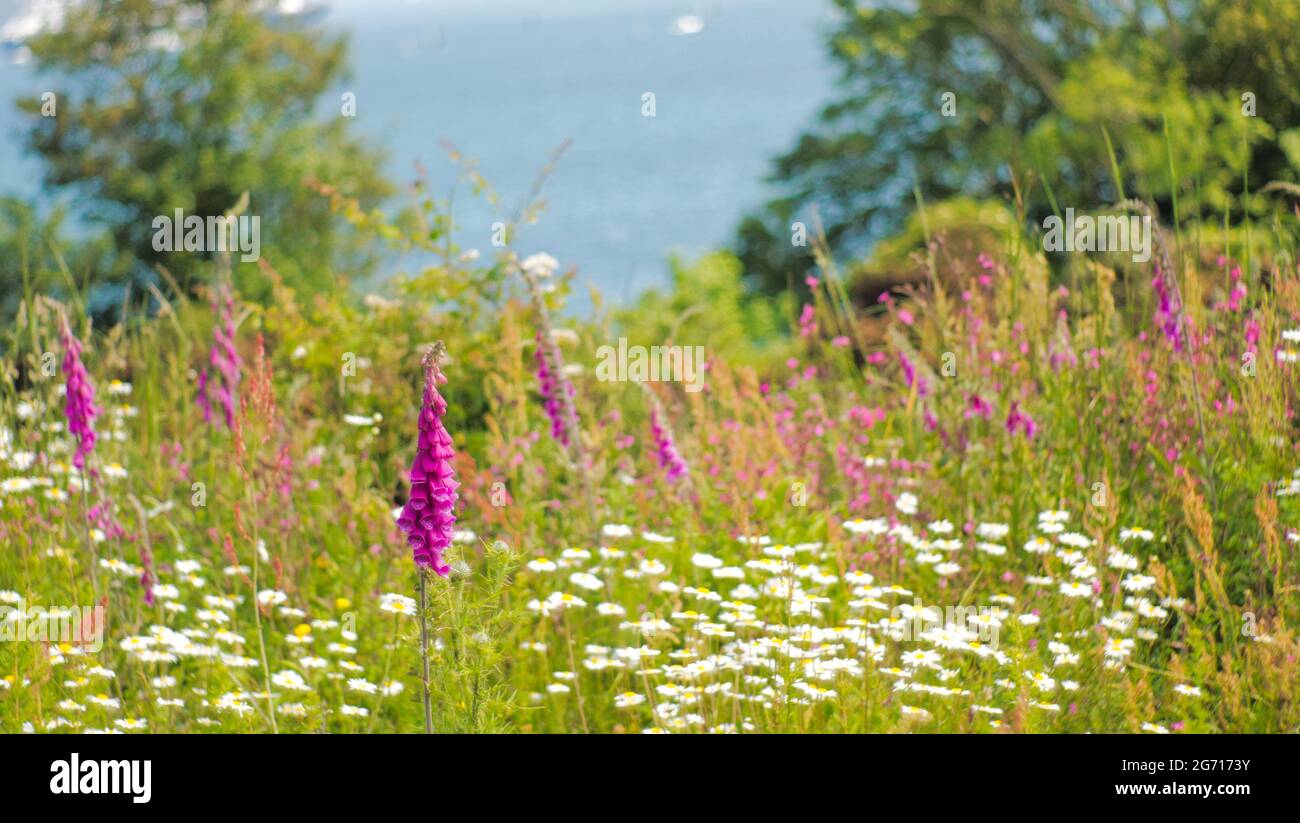 Blooming Lythrum flowers and white wildflowers in the meadow Stock ...