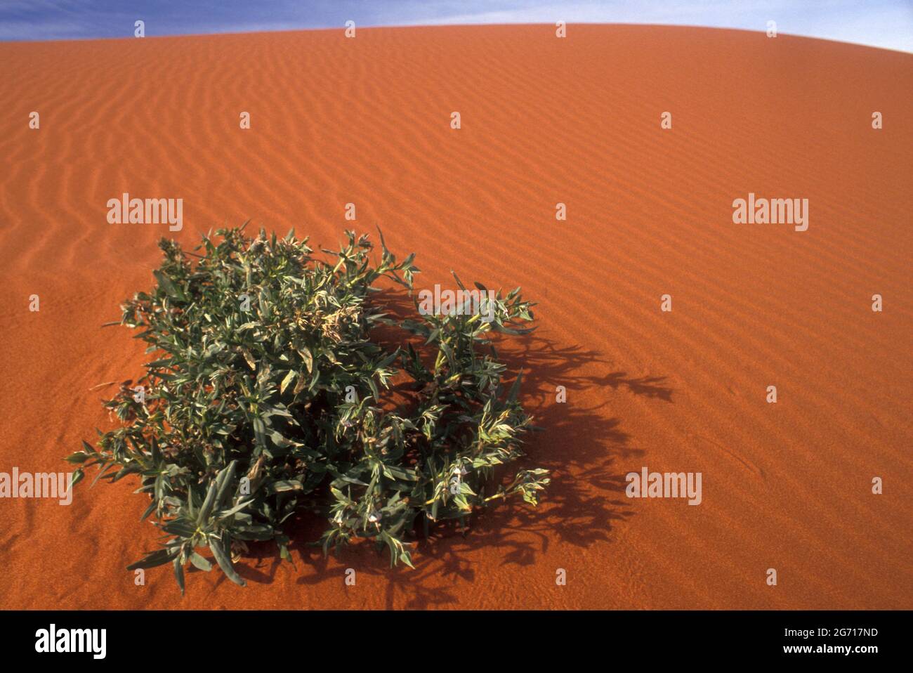 RED SAND DUNES OF THE GREAT SIMPSON DESERT, CENTRAL AUSTRALIA Stock ...