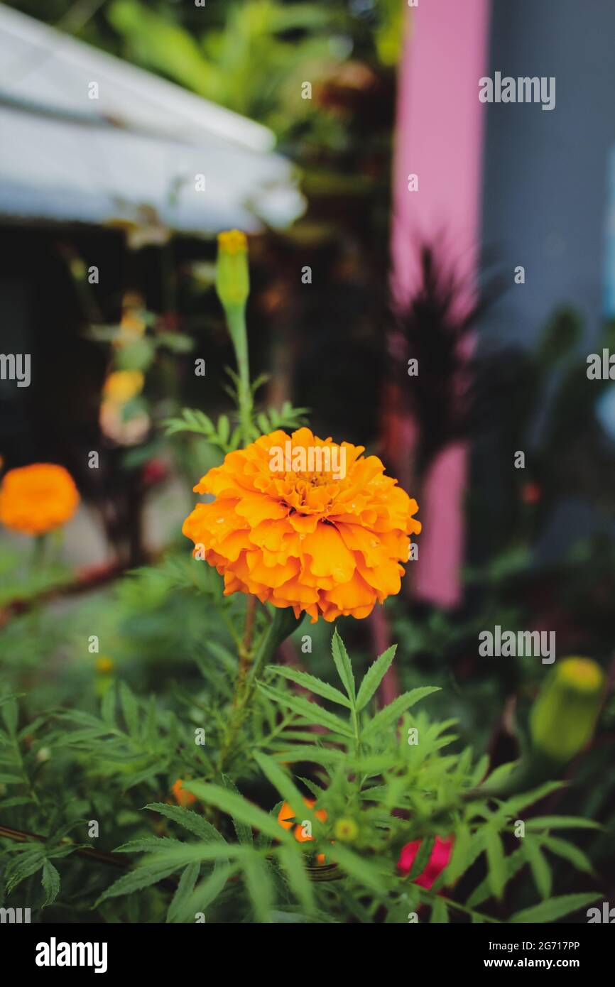 Mexican marigold flower in the garden Stock Photo - Alamy
