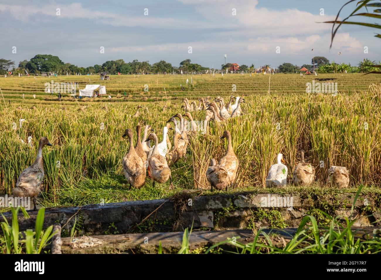 Ducks in a rice fields in Badung, Bali, Indonesia. Rural landscape ...