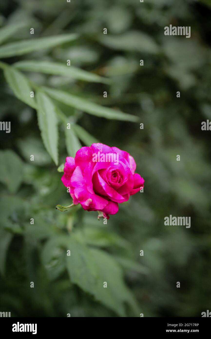 Beautiful asian rose flower in the garden Stock Photo - Alamy