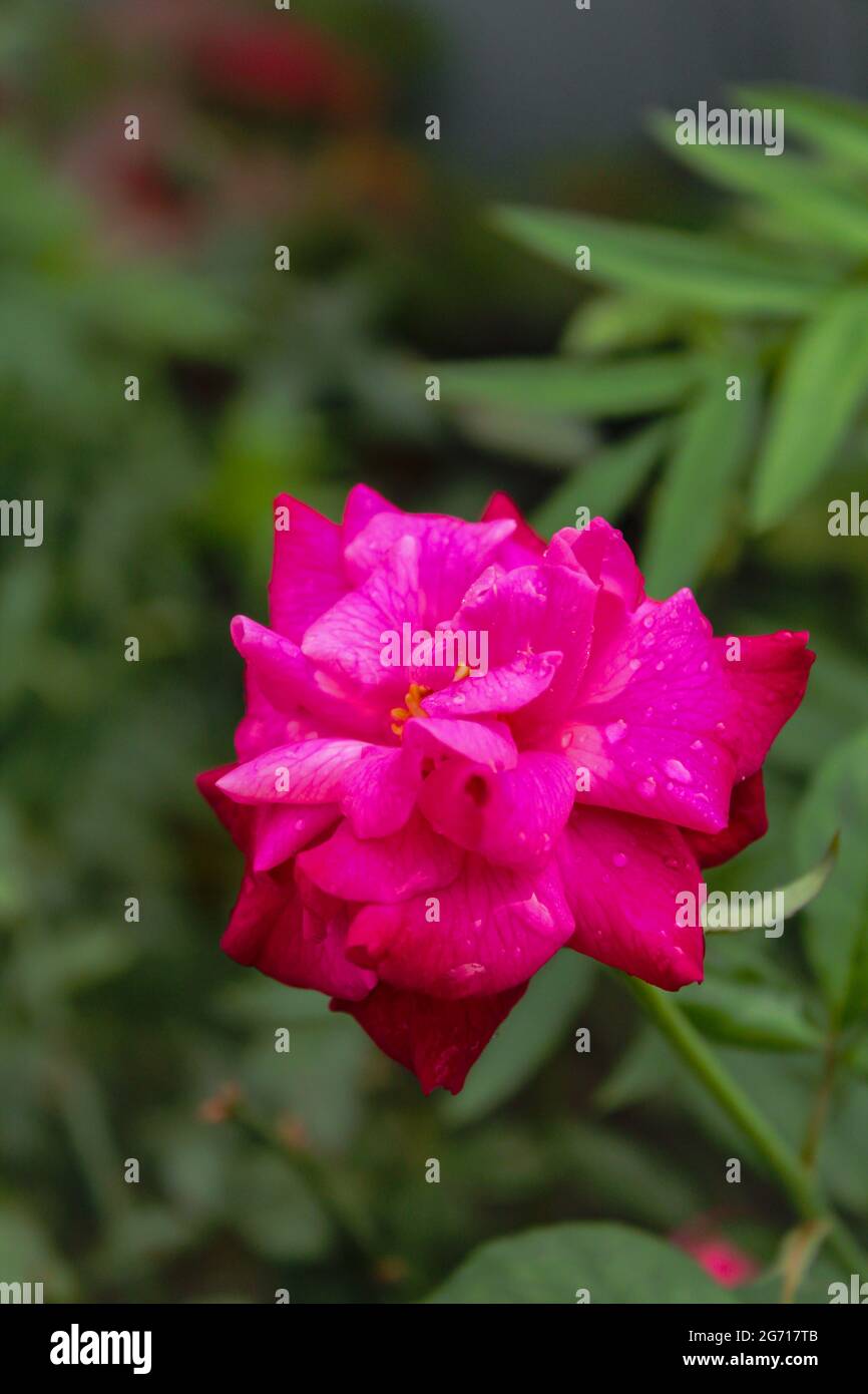 Beautiful asian rose flower in the garden Stock Photo - Alamy