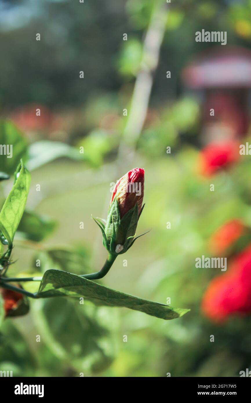Chinese hibiscus flower bud in the outdoors Stock Photo - Alamy