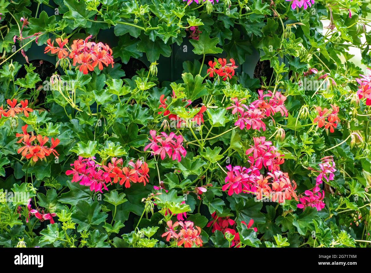 Pink Geraniums flowers in the garden Stock Photo - Alamy