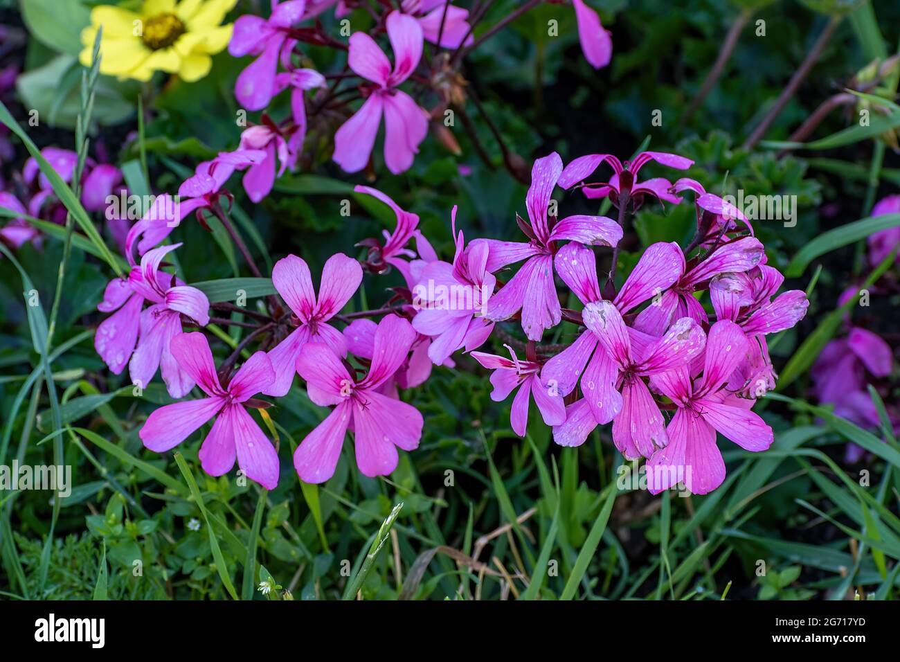 Purple Geraniums flowers in the garden Stock Photo - Alamy