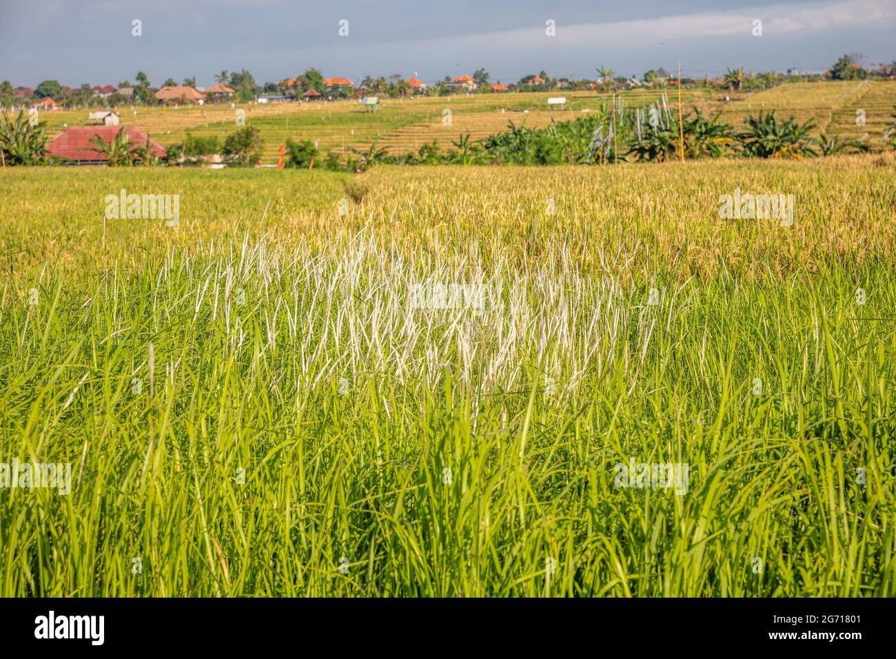 Rice fields in Badung, Bali, Indonesia. Rural landscape Stock Photo - Alamy