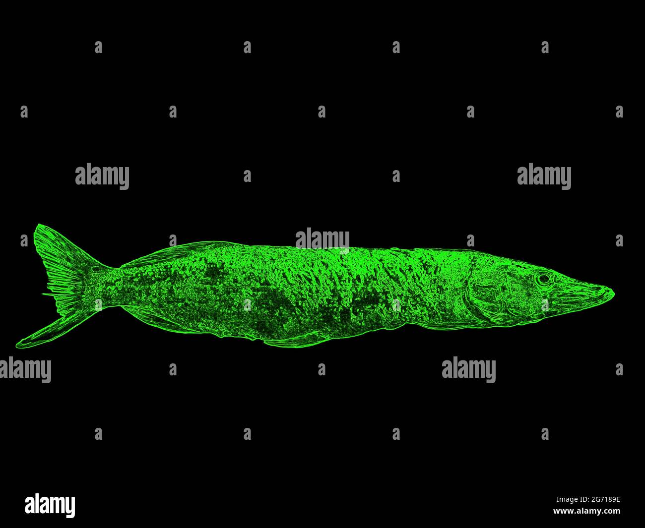 Illustration of a pike fish glows green on a black background Stock ...