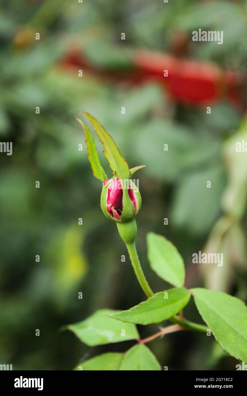 Wallpaper rose tree hi-res stock photography and images - Alamy